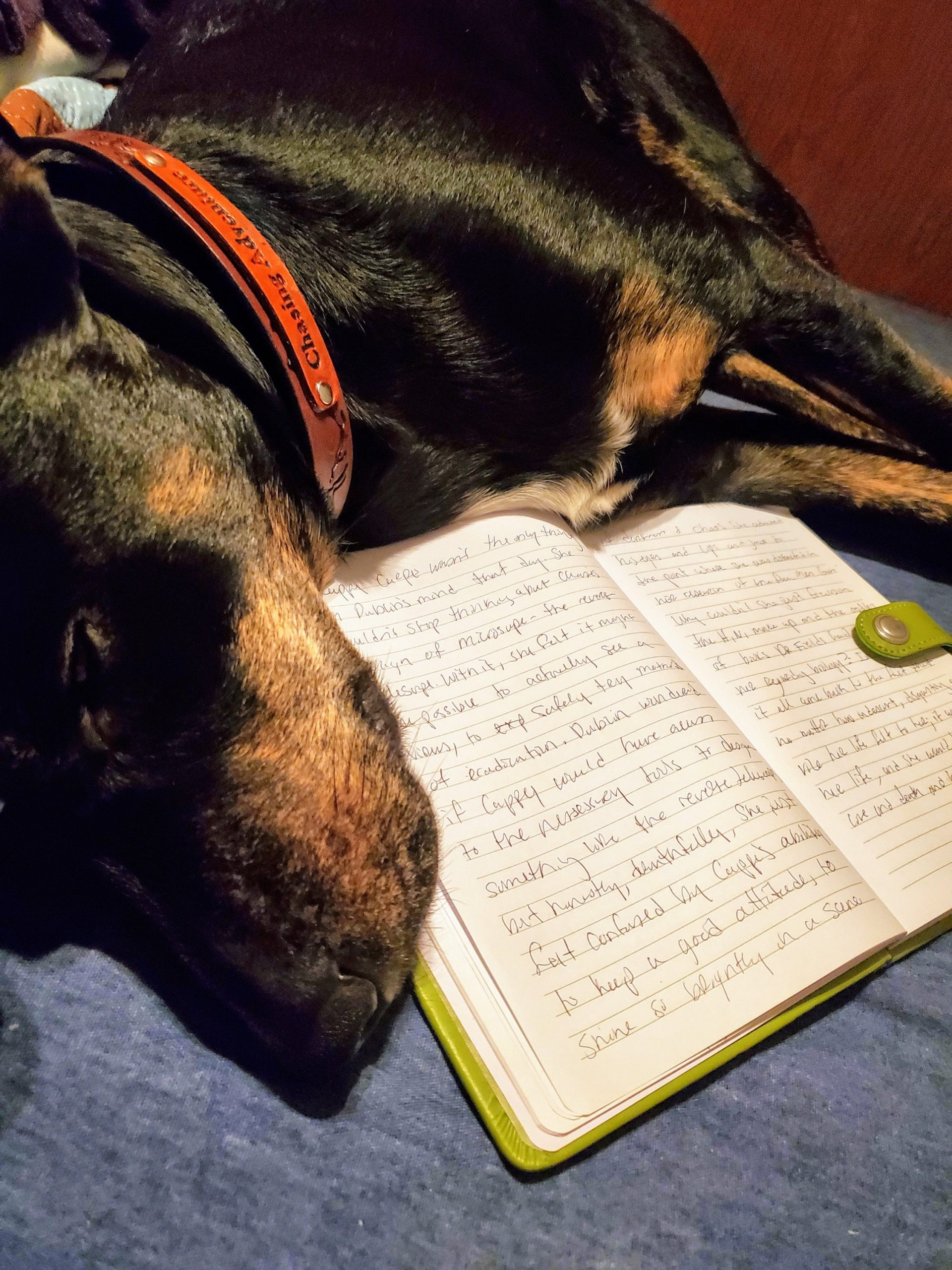 Traveling Todo Training Part 2: What your Dog Should Know for the Road ...